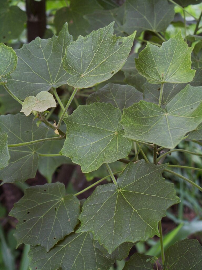 Fiche Hibiscus columnaris – Collège Emilien Adam de Villiers