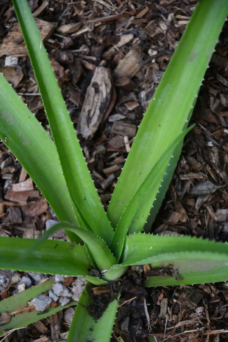 Fiche Aloe macra – Collège Emilien Adam de Villiers