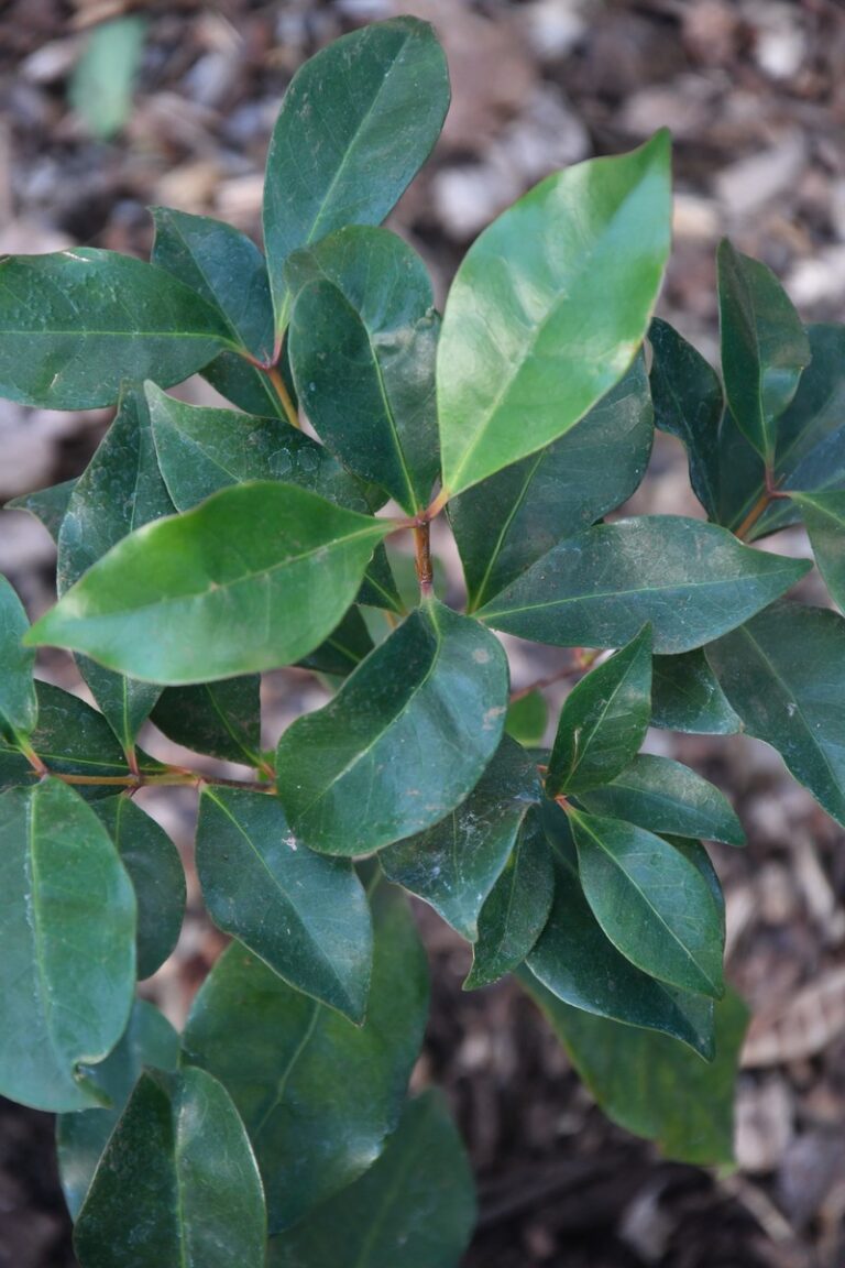Fiche Coffea mauritiana – Collège Emilien Adam de Villiers