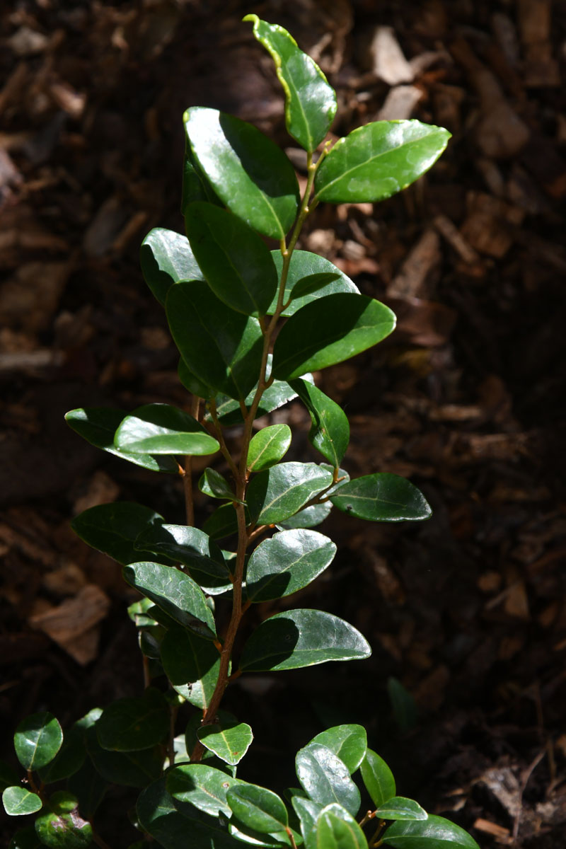 Fiche Olax psittacorum – Collège Emilien Adam de Villiers