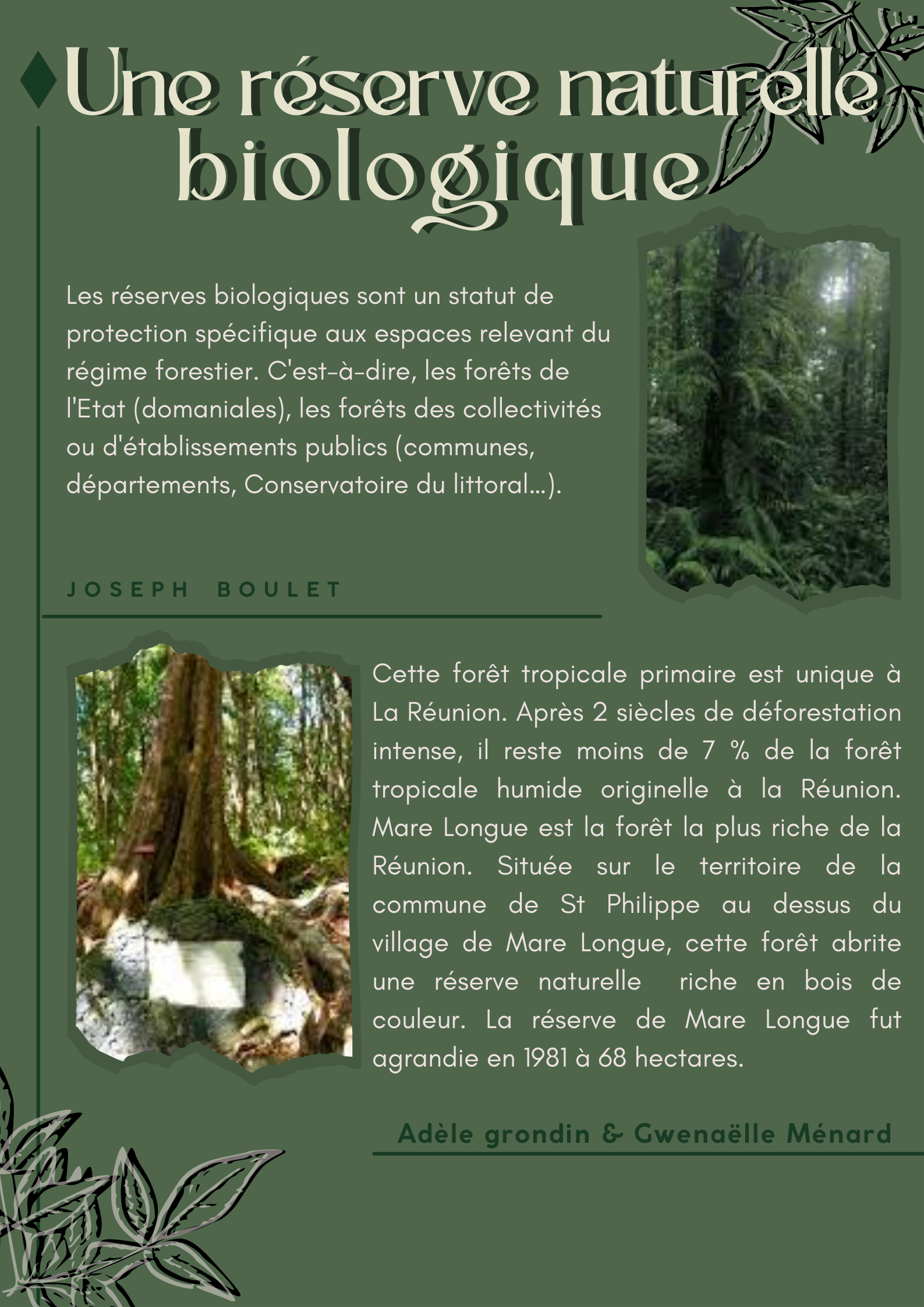 Découverte de la forêt de Mare Longue | Collège Hubert Delisle