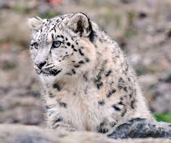 le léopard des neiges – Collège Paul Hermann