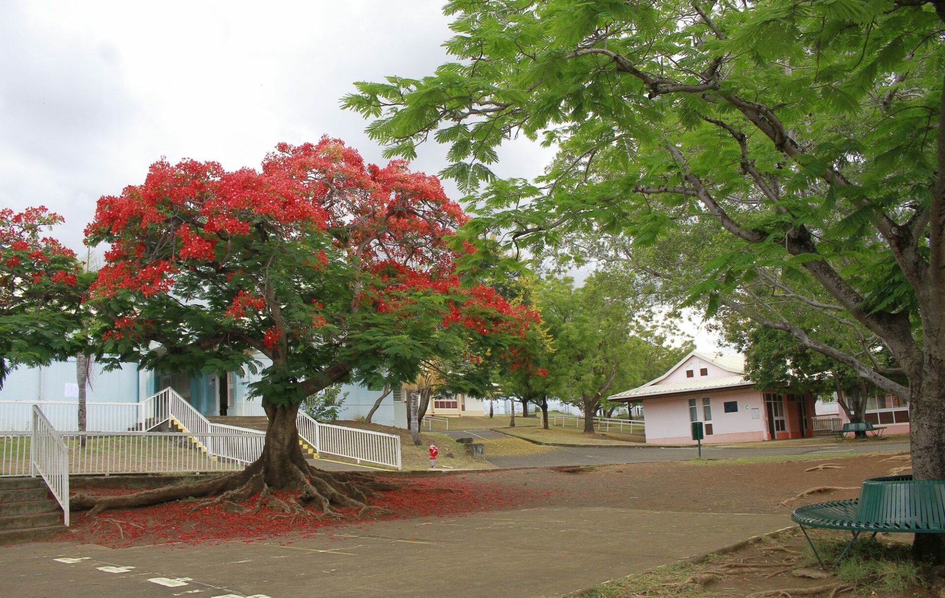cropped-MG_1109-e1535568038619.jpg | Collège Plateau Goyave